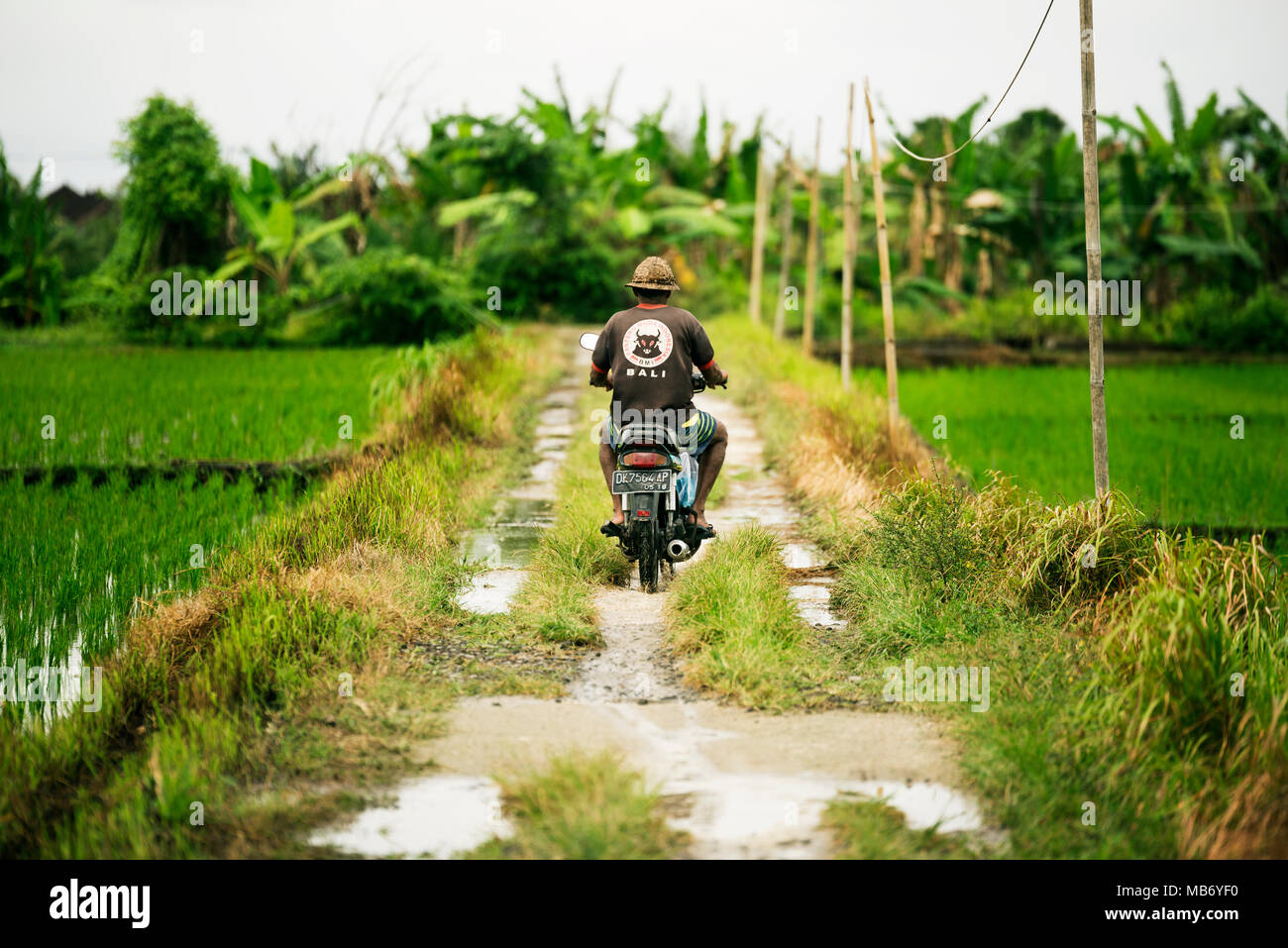 Bali, Indonesia - July 9, 2017: Balinese man rides a motorcycle between ...