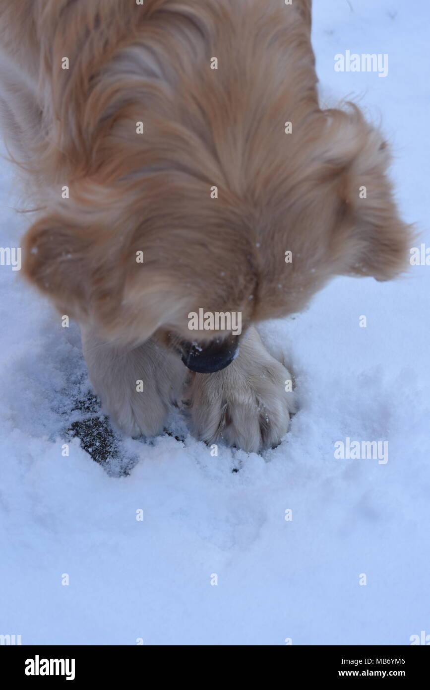 Barney the Golden Retriever playing in his snow covered garden Stock ...