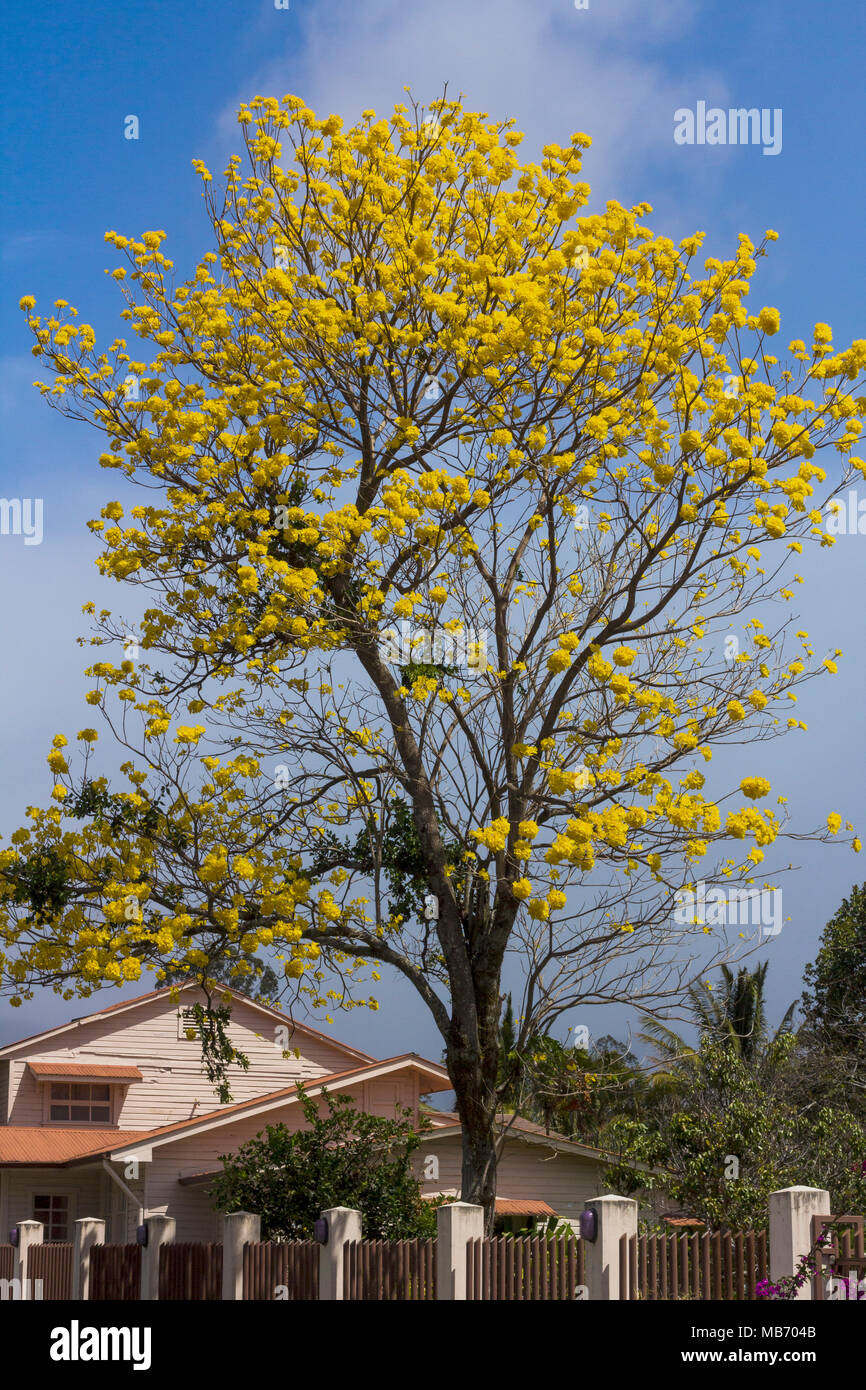 Beautiful yellow flowering tree, the Guayacan tree, with large bunches ...
