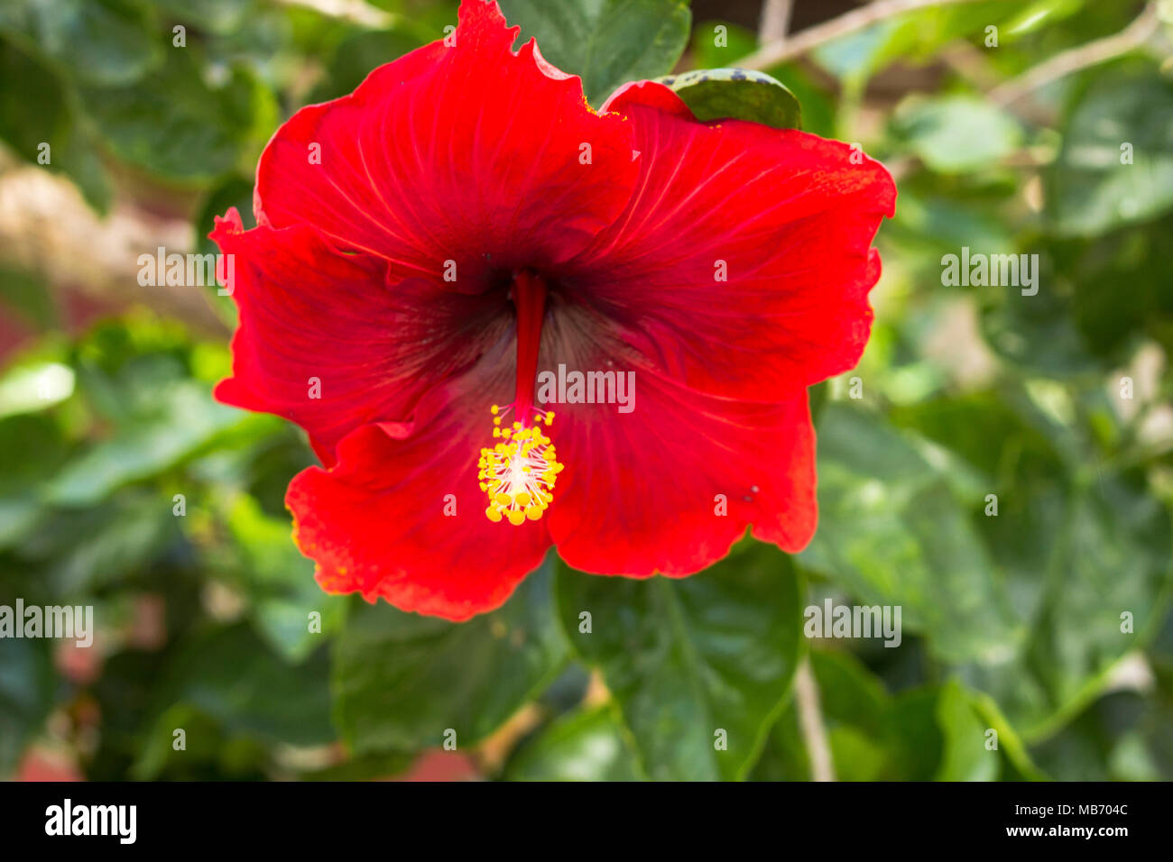 Beautiful red hibiscus in the exhibition gardens in Boquete, Panama ...