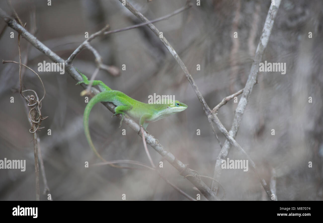 Twig Anole High Resolution Stock Photography and Images - Alamy