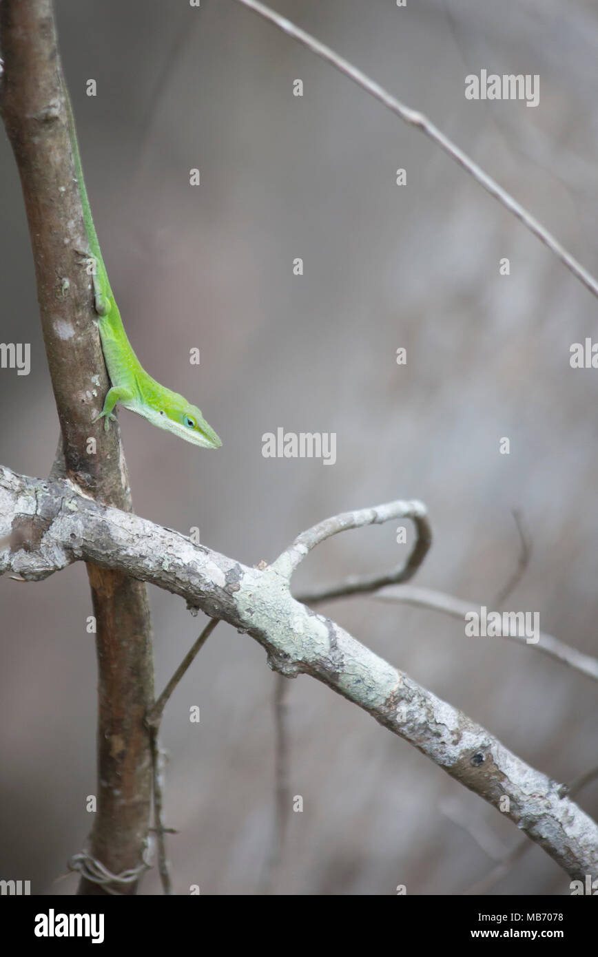 Common pet anole hi-res stock photography and images - Alamy