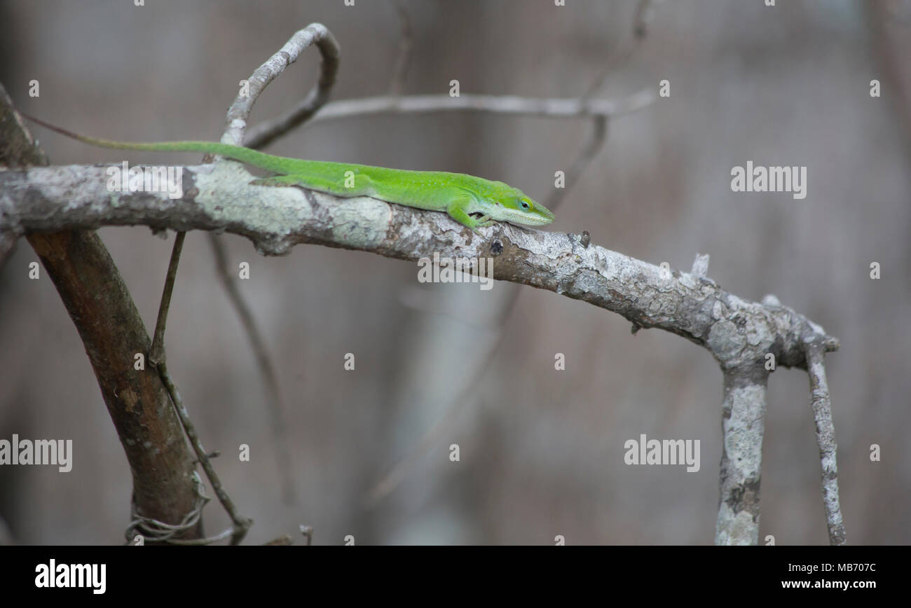 Green anole (Anolis carolinensis) resting on a tree limb Stock Photo ...