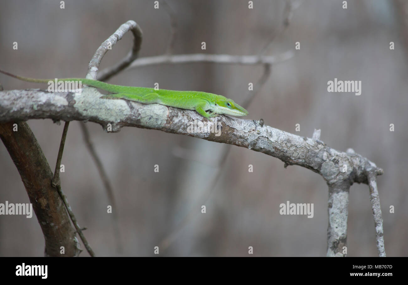 Green anole (Anolis carolinensis) resting on a tree limb Stock Photo ...