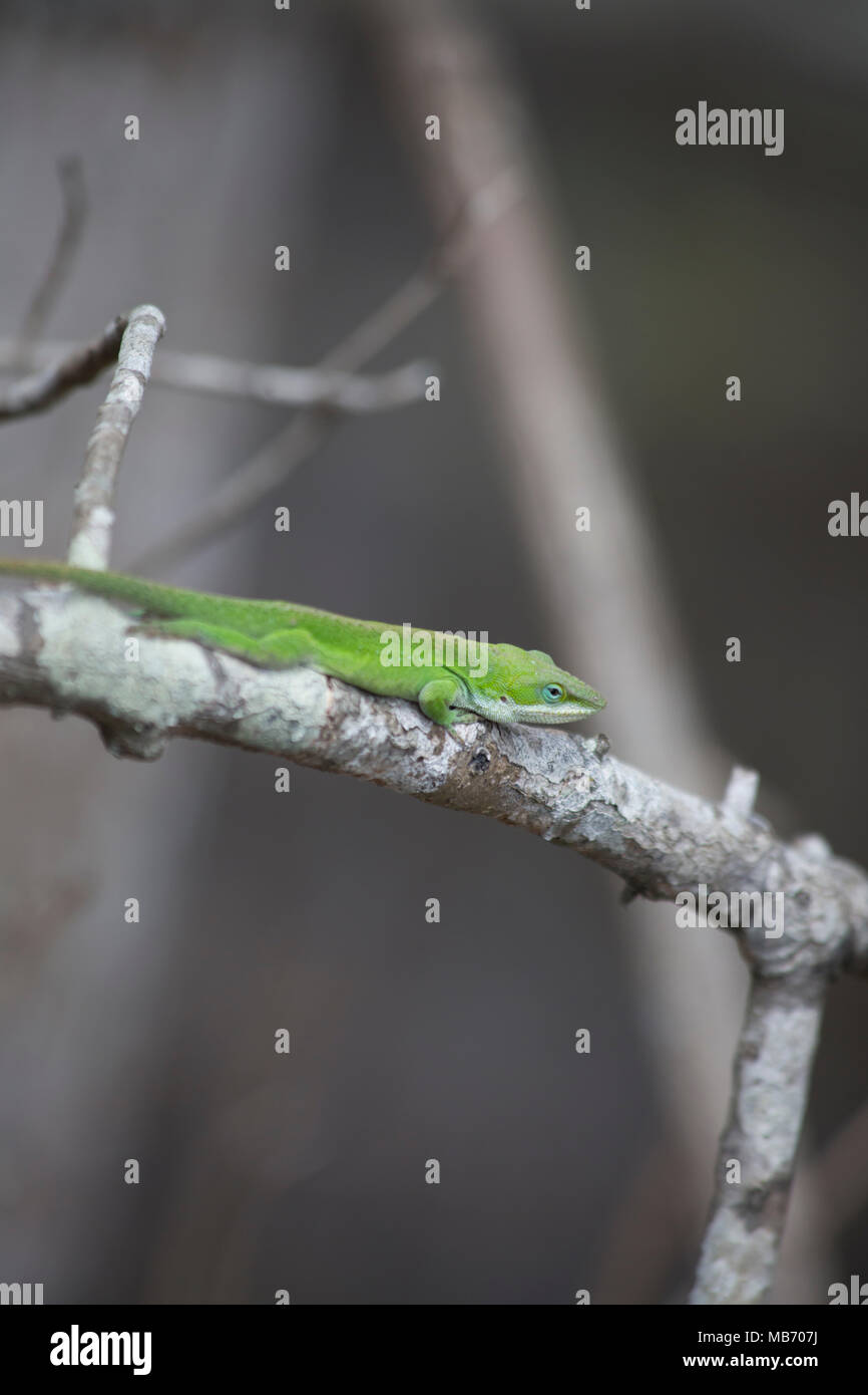 Common pet anole hi-res stock photography and images - Alamy