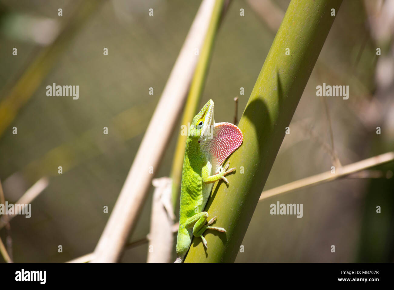 Green anole (Anolis carolinensis) in a territorial display Stock Photo ...