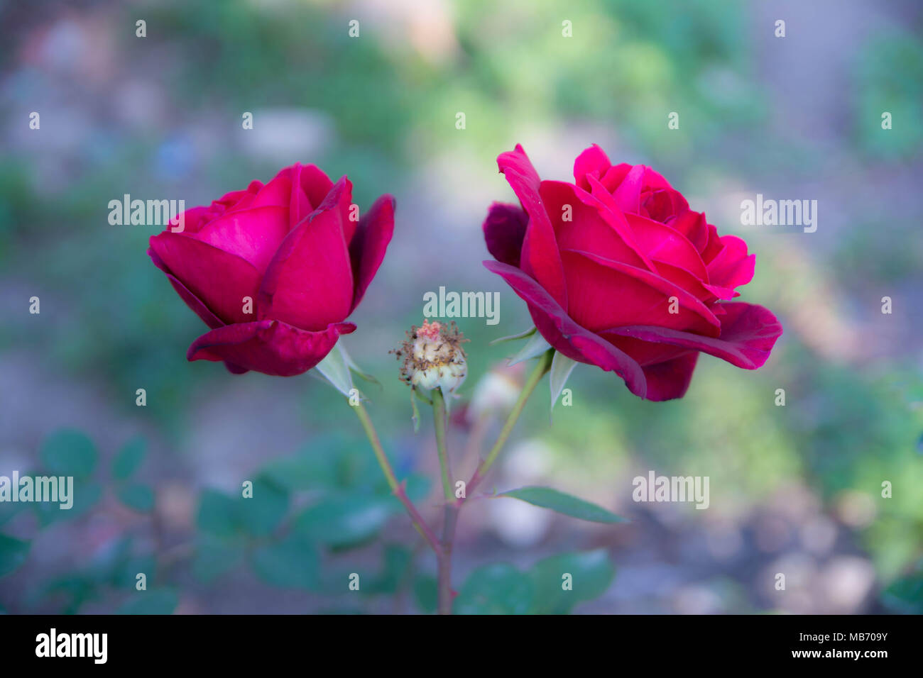 Red Rose - Vibrant Dark Beautiful Garden Rose Stock Photo - Alamy
