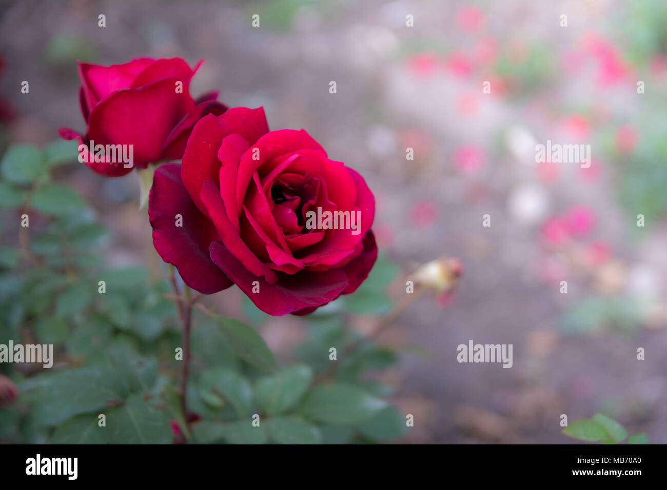 Red Rose - Vibrant Dark Beautiful Garden Rose Stock Photo - Alamy