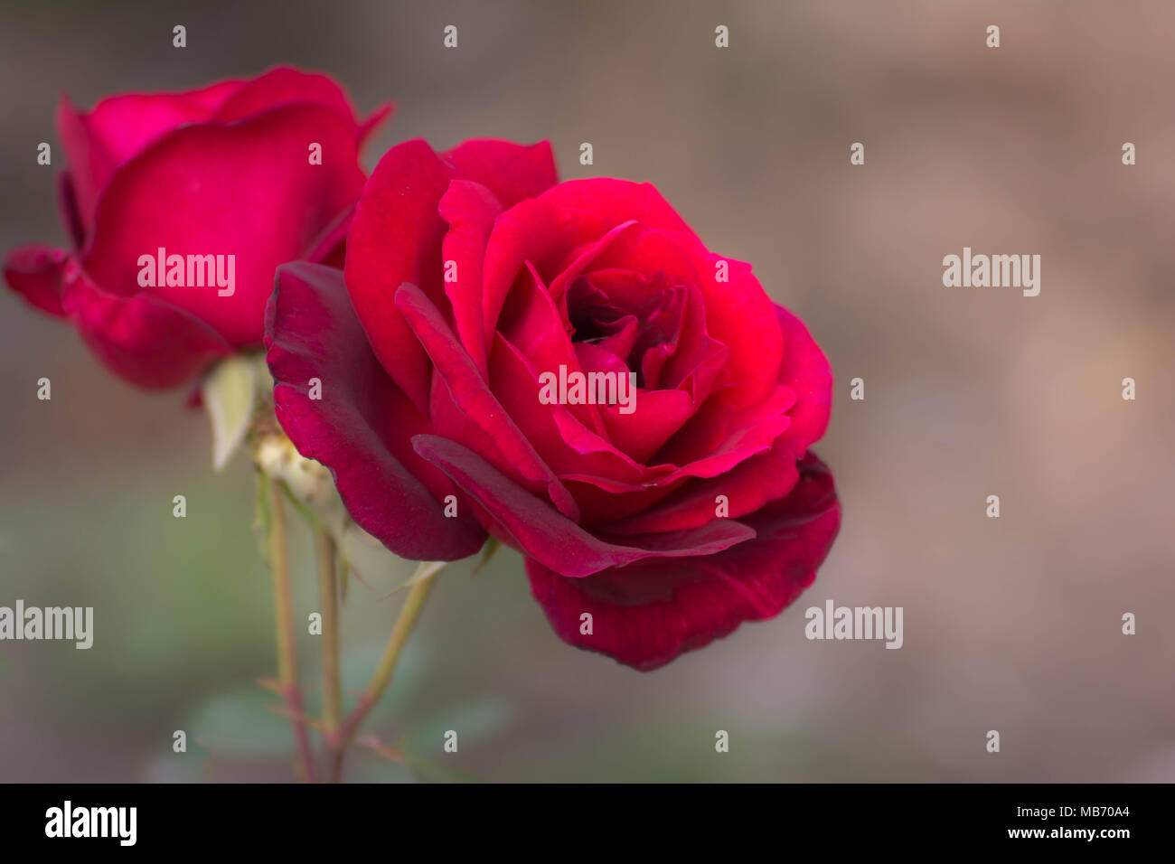 Rose vibrant hi-res stock photography and images - Alamy