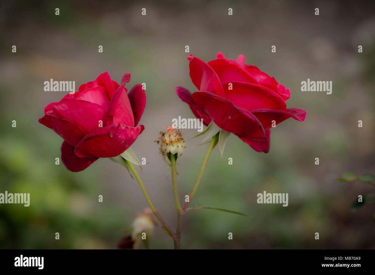 Red Rose - Vibrant Dark Beautiful Garden Rose Stock Photo - Alamy