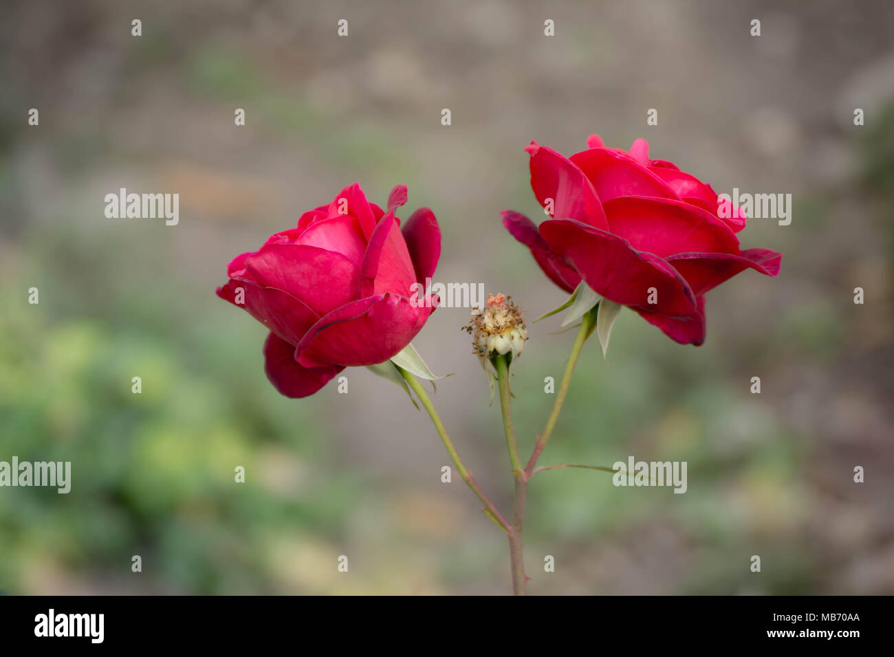 Red Rose - Vibrant Dark Beautiful Garden Rose Stock Photo - Alamy