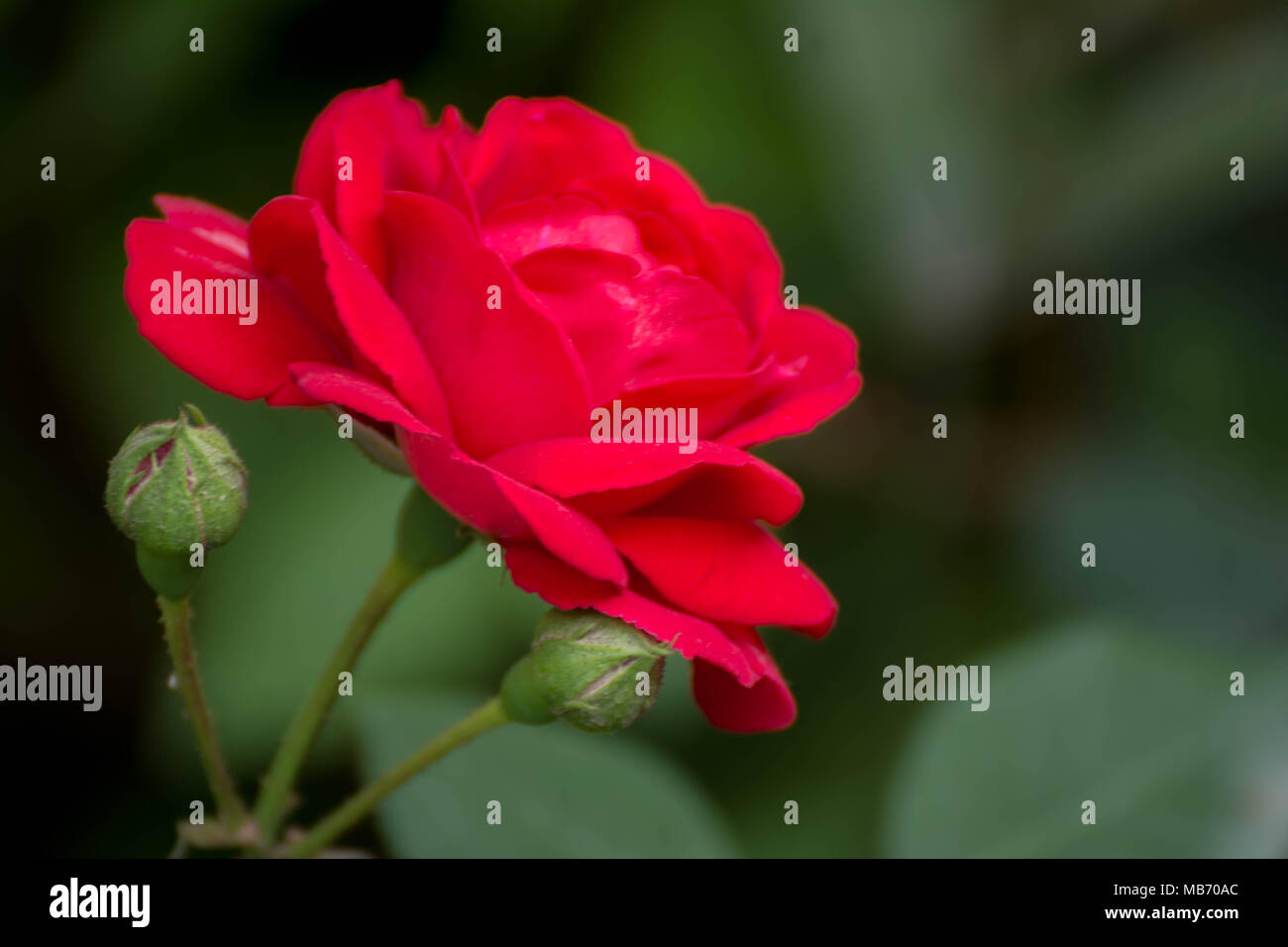 Red Rose - Vibrant Dark Beautiful Garden Rose Stock Photo - Alamy