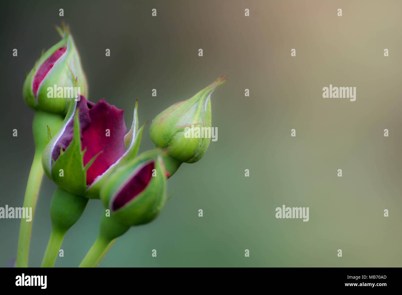 Red Rose Single Bud Stock Photo - Alamy