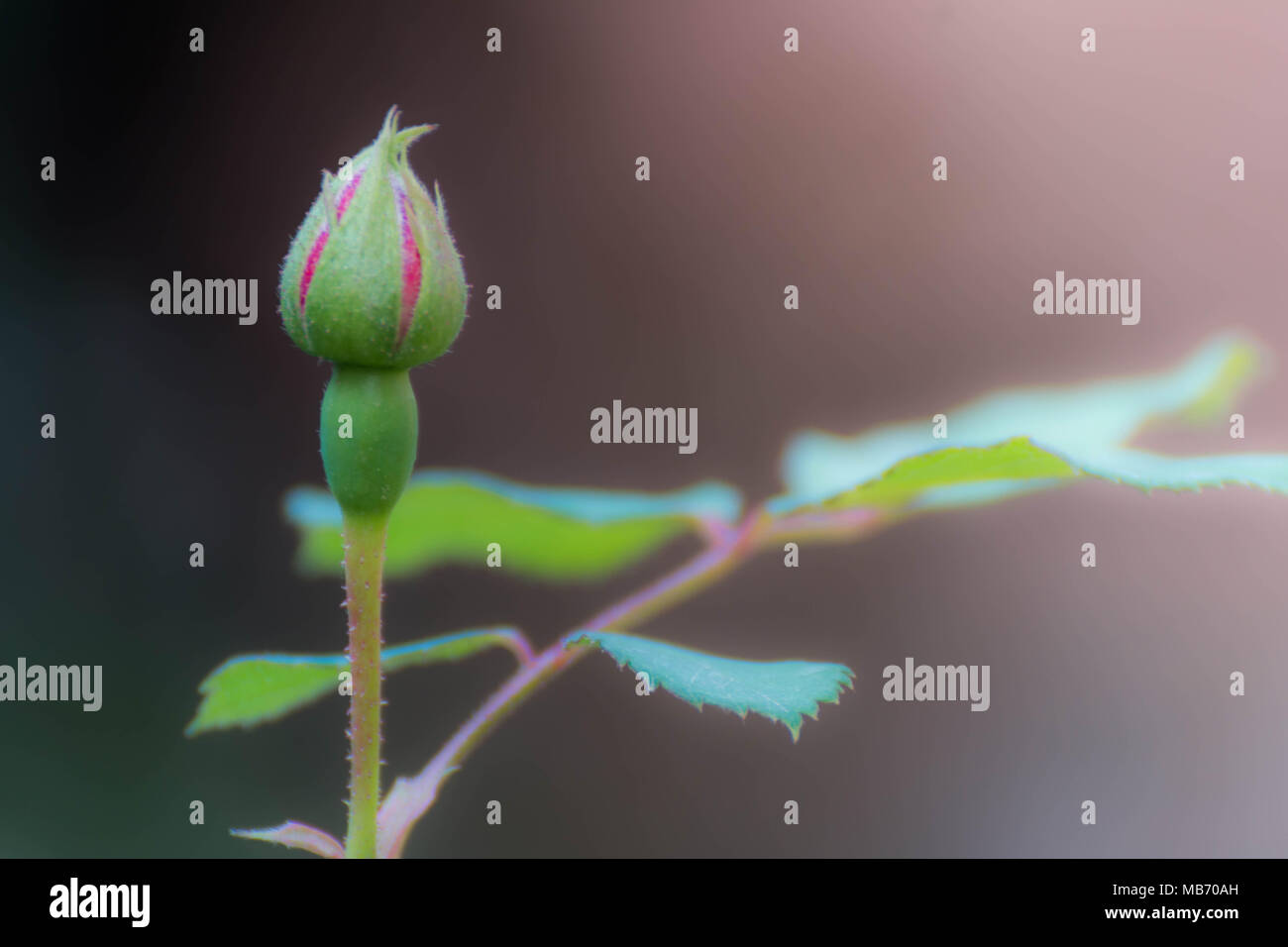 Red Rose Single Bud Stock Photo - Alamy