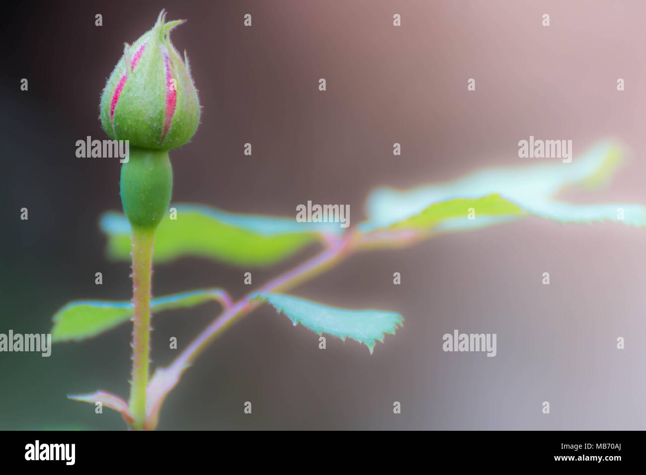 Red Rose Single Bud Stock Photo - Alamy