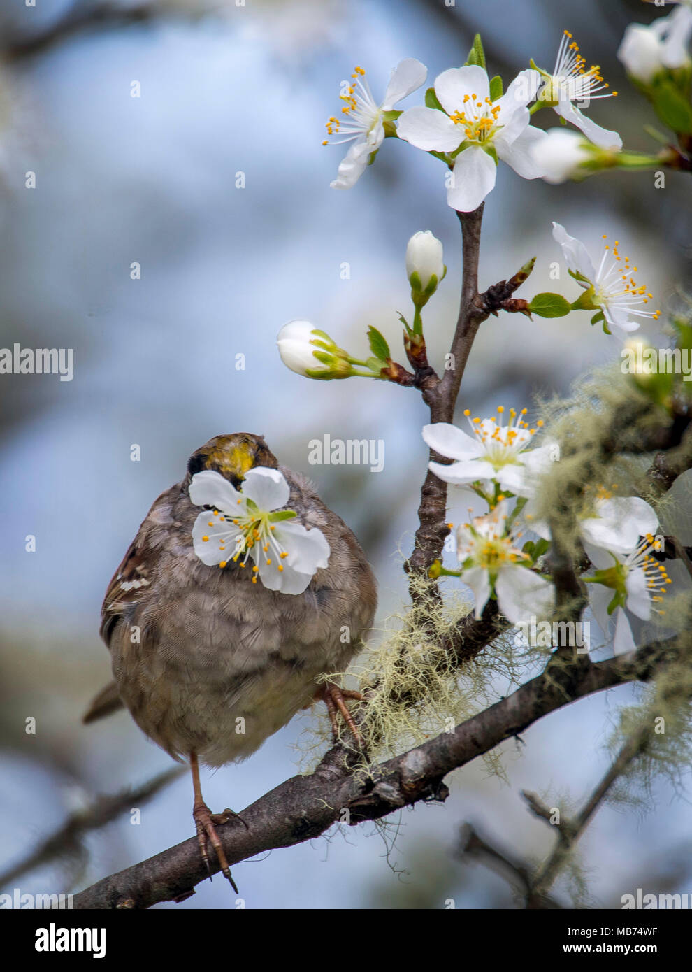 Roseburg, OREGON, USA. 7th Apr, 2018. A sparrow feeds on plum blossoms ...