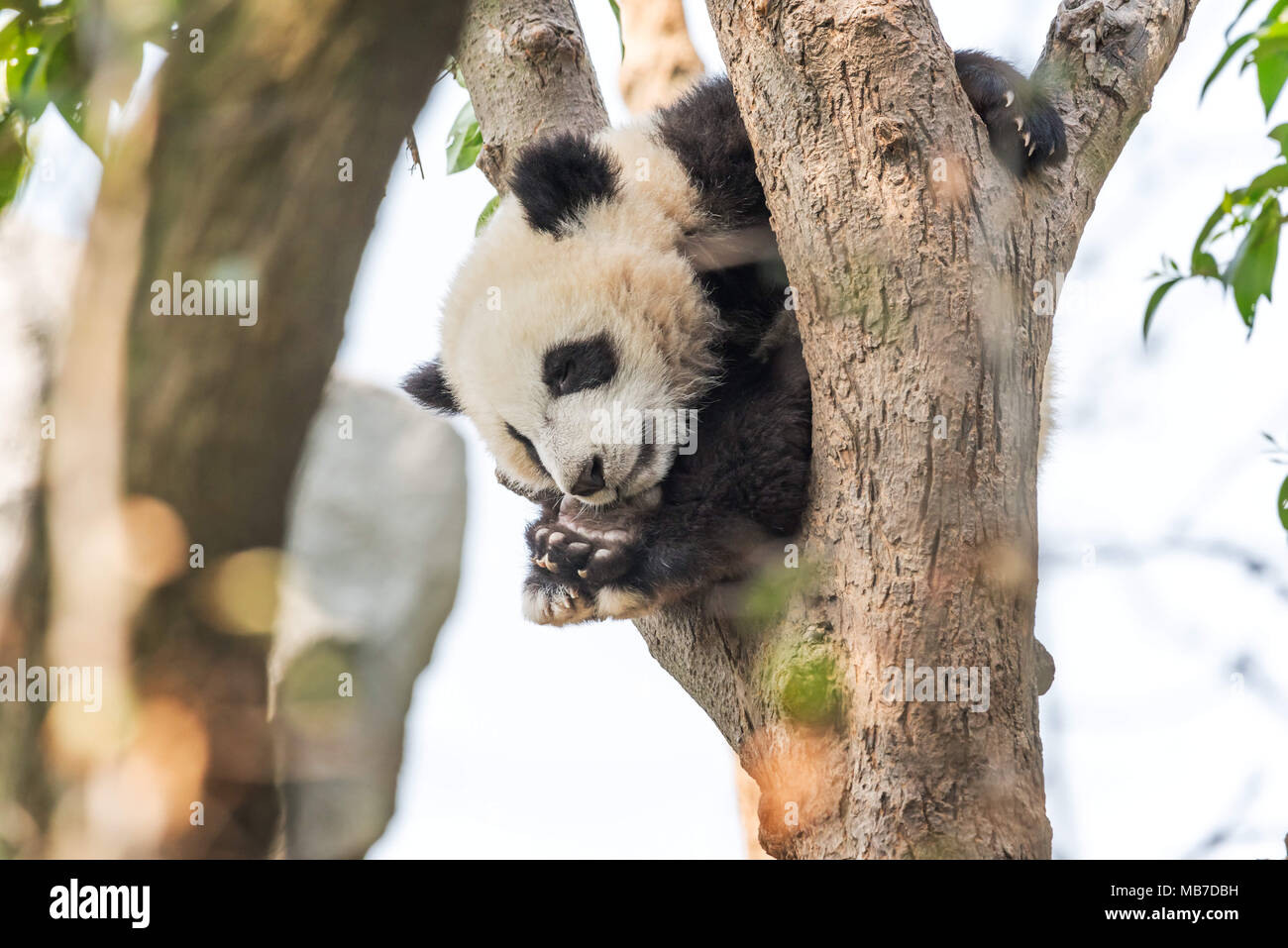 Chengdu, Chengdu, China. 8th Apr, 2018. Chengdu, CHINA-Adorable giant ...