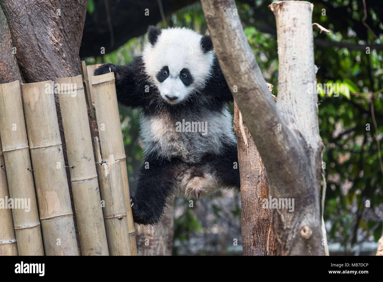 Chengdu, Chengdu, China. 8th Apr, 2018. Chengdu, CHINA-Adorable giant ...