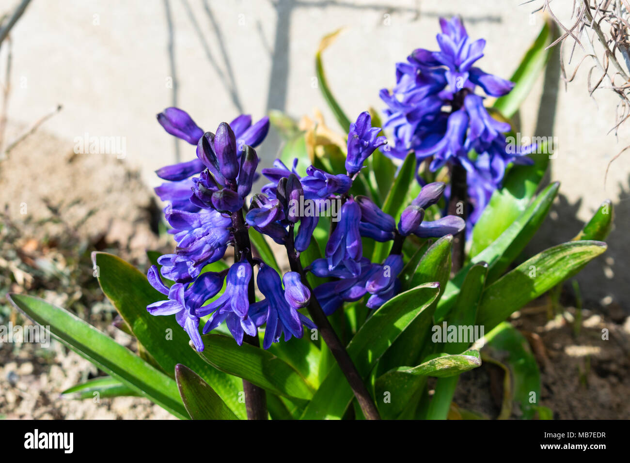 Hyacinthus l hi-res stock photography and images - Alamy