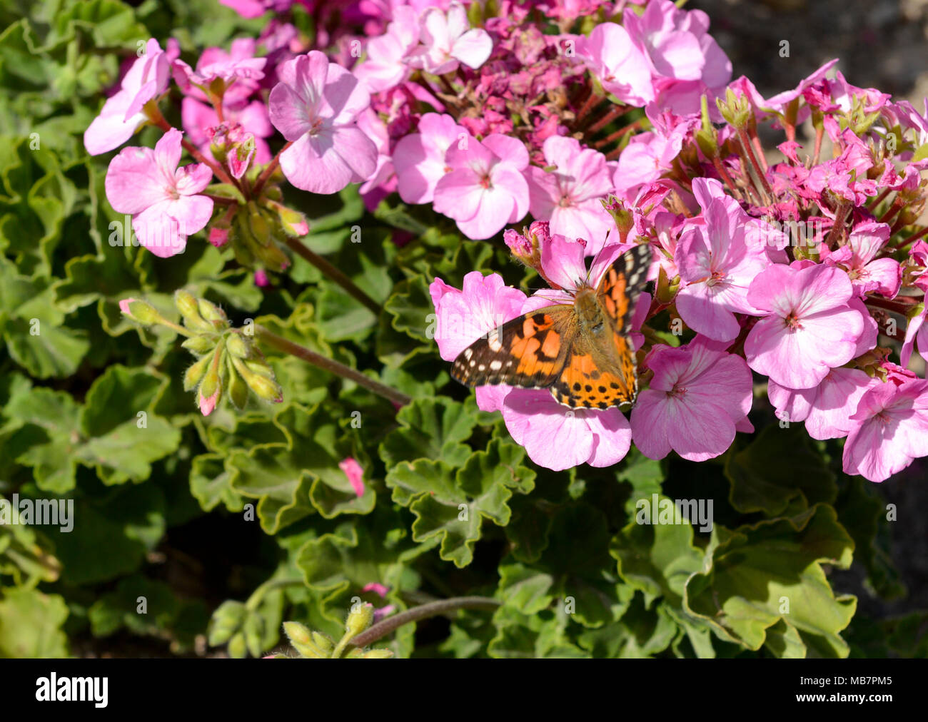 Butterfly release ceremony hi-res stock photography and images - Alamy