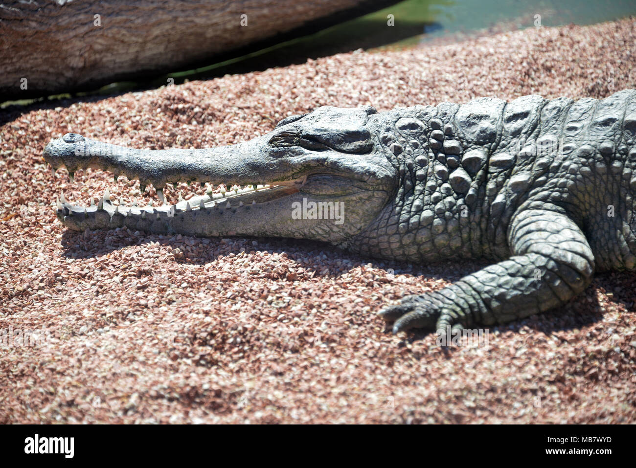 Funny crocodile hi-res stock photography and images - Alamy