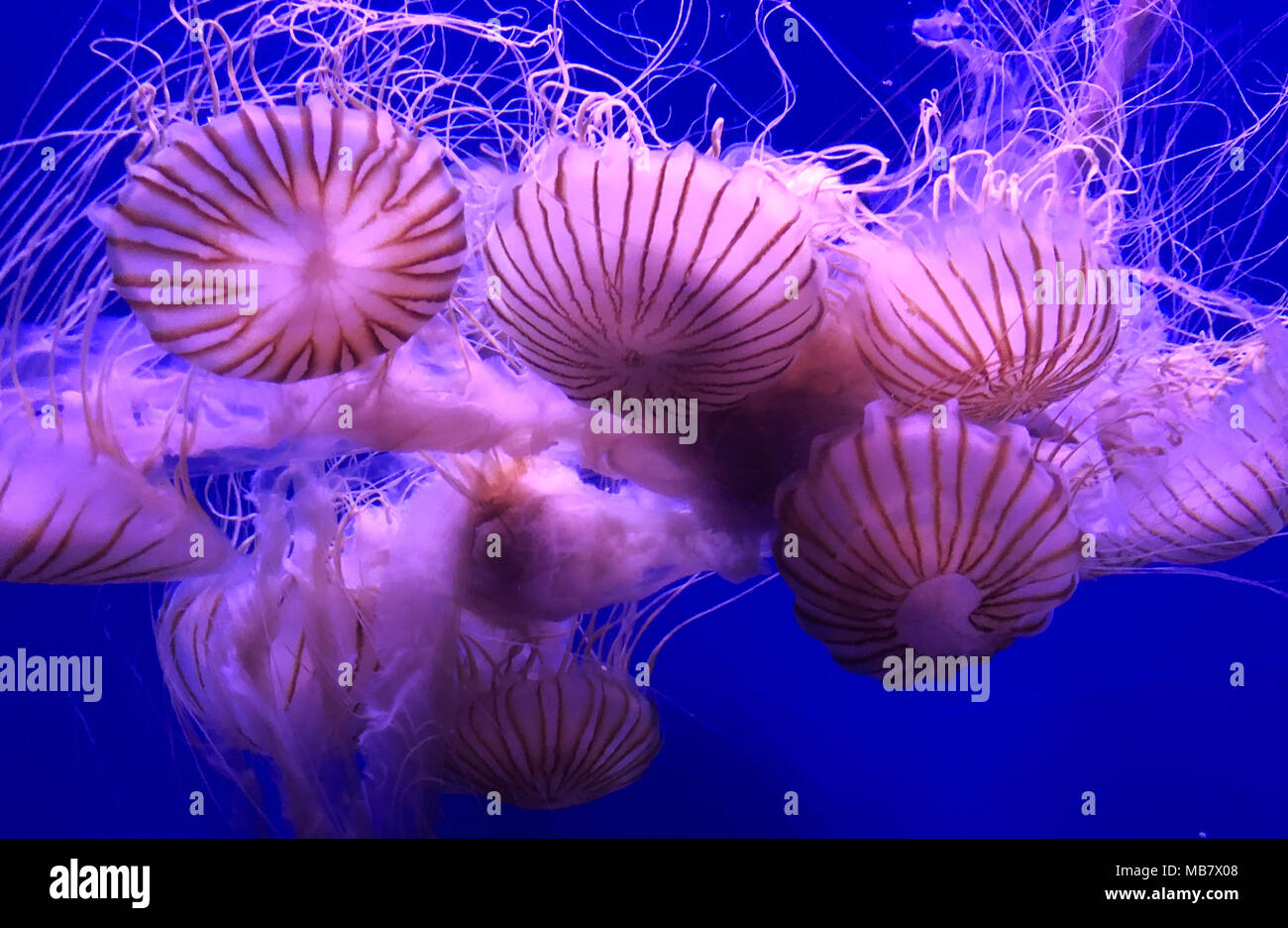 Medusae hi-res stock photography and images - Alamy