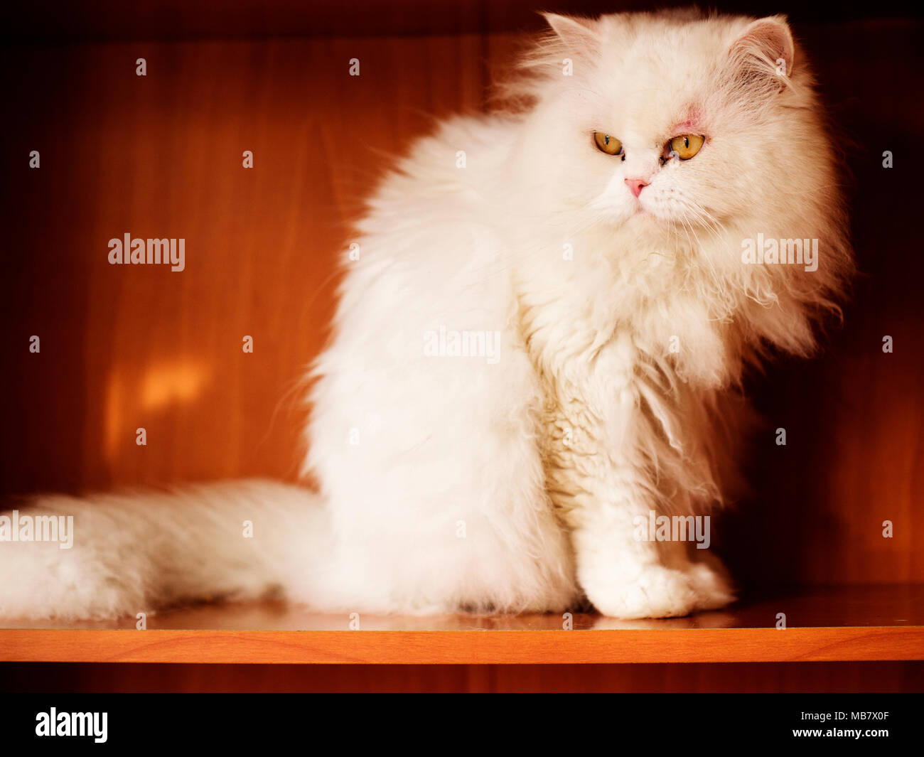 Hurt cat hi-res stock photography and images - Alamy