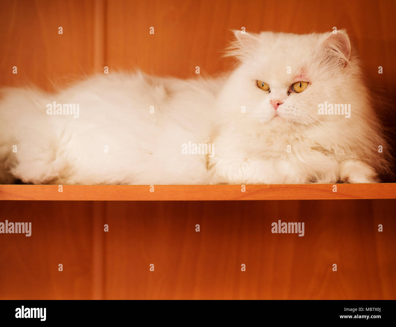 Hurt cat hi-res stock photography and images - Alamy