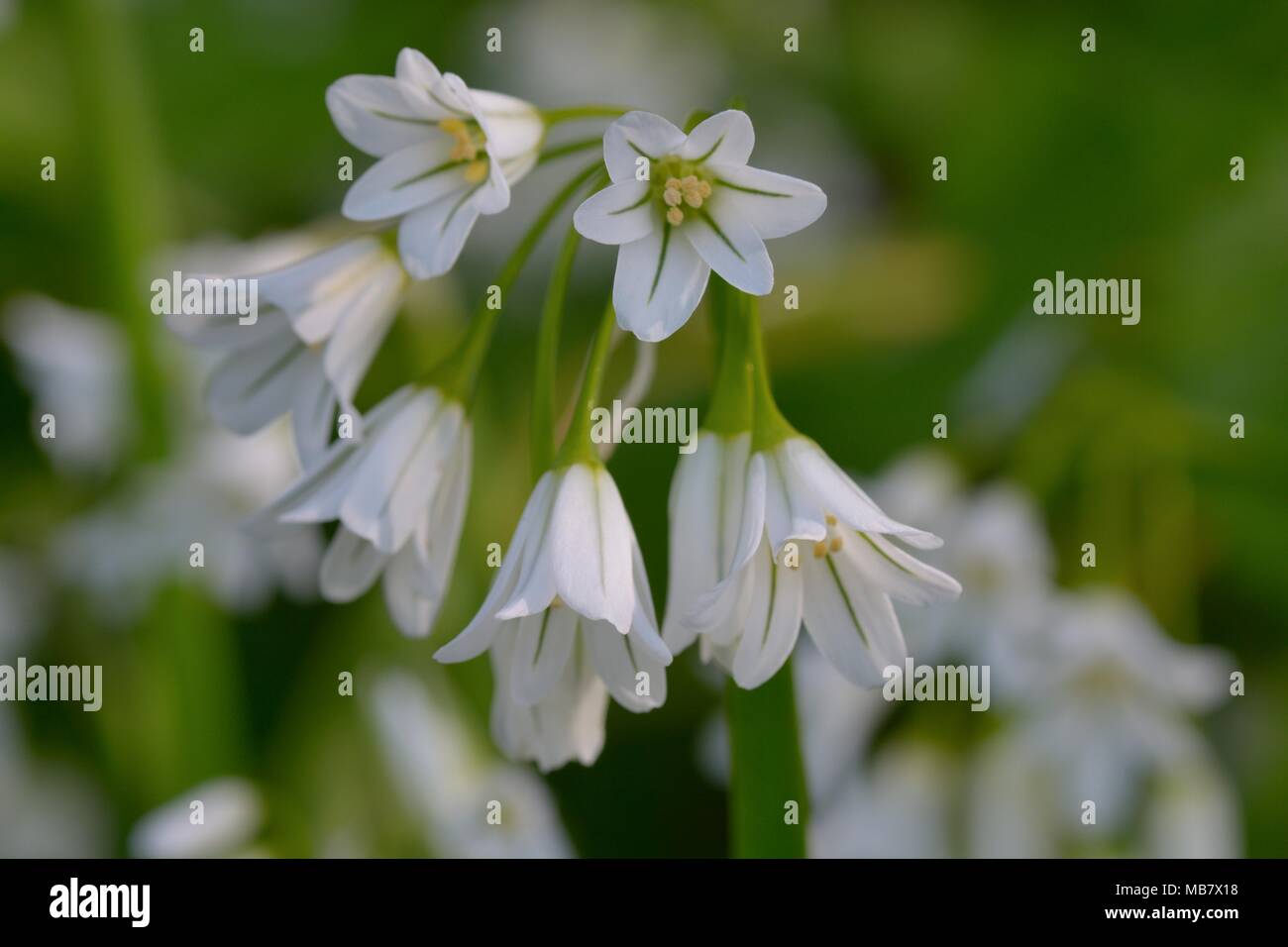 Close up of three cornered garlic flowers in bloom (Allium triquetrum ...