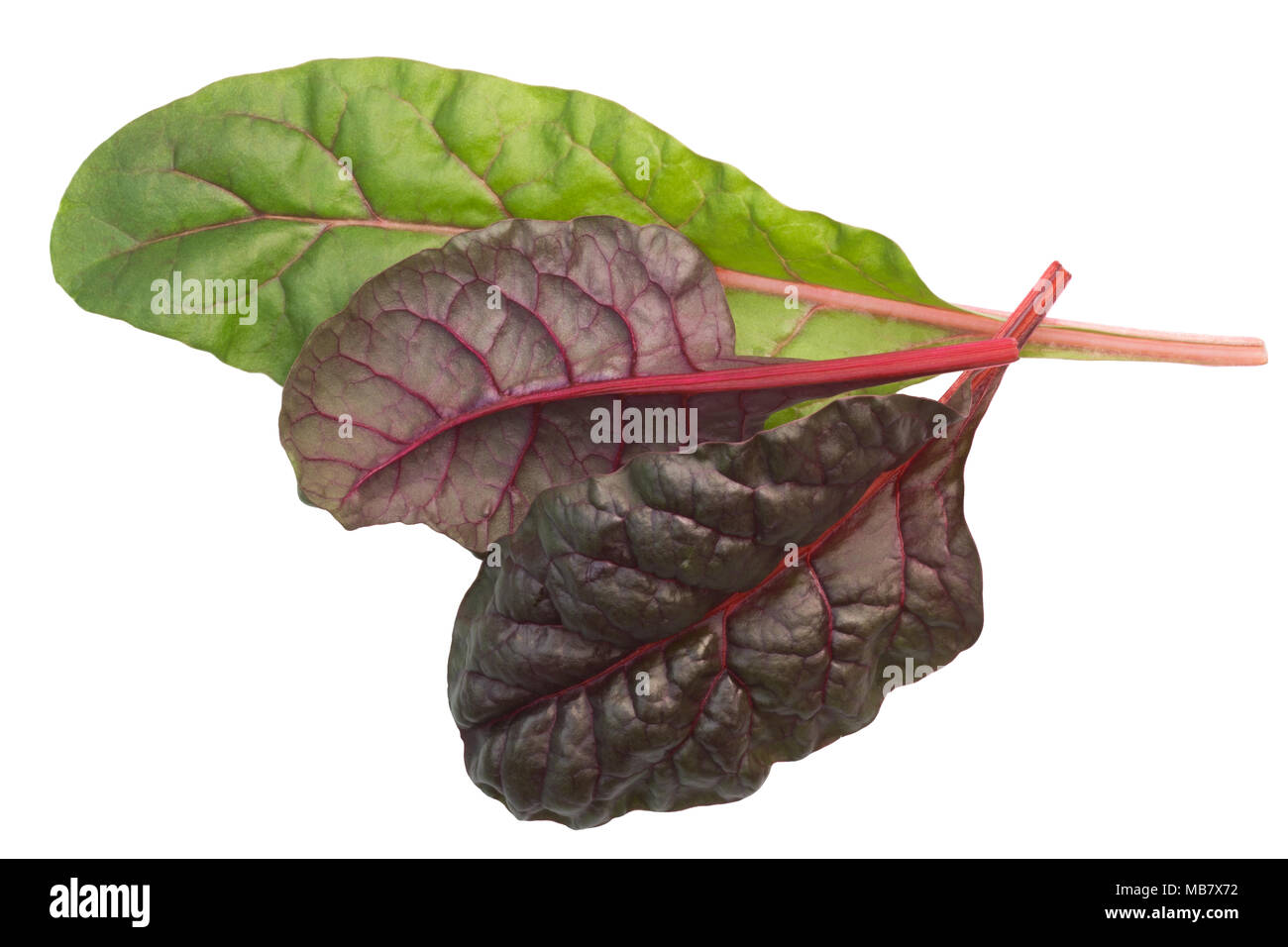 Swiss chard, silverbeet or mangold leaves (Beta vulgaris subsp. Cicla ...