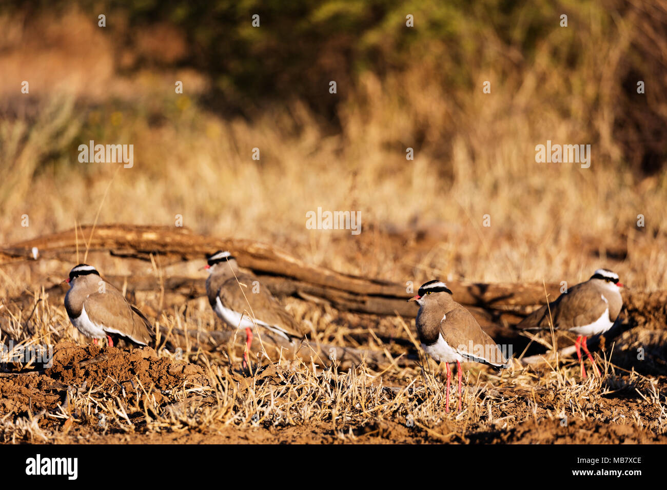 South Africa, Limpopo, Mapungubwe National Park, Unesco site, Crowned ...