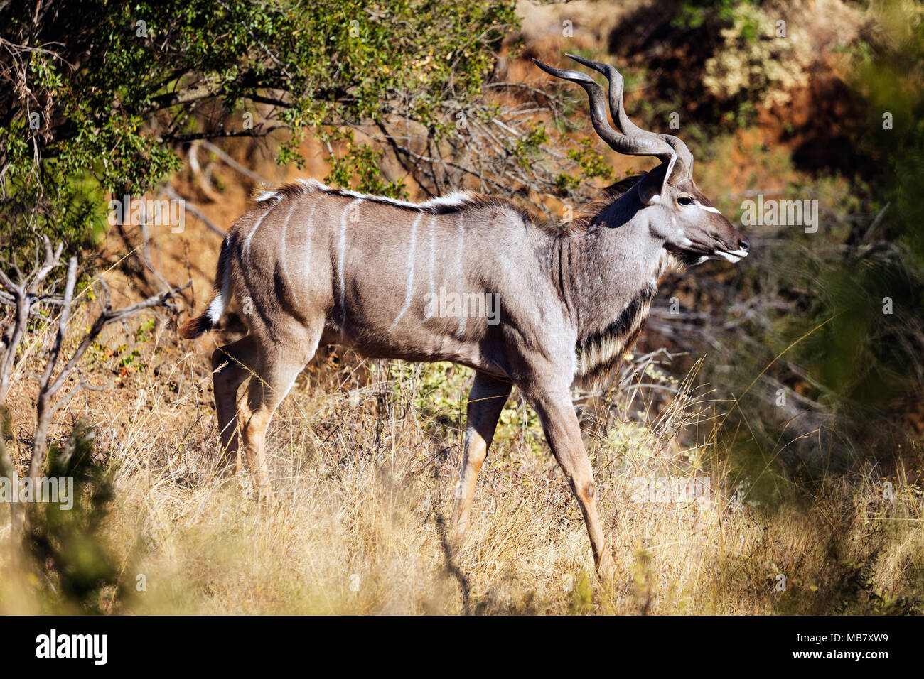 Nyala male female south africa hi-res stock photography and images - Alamy