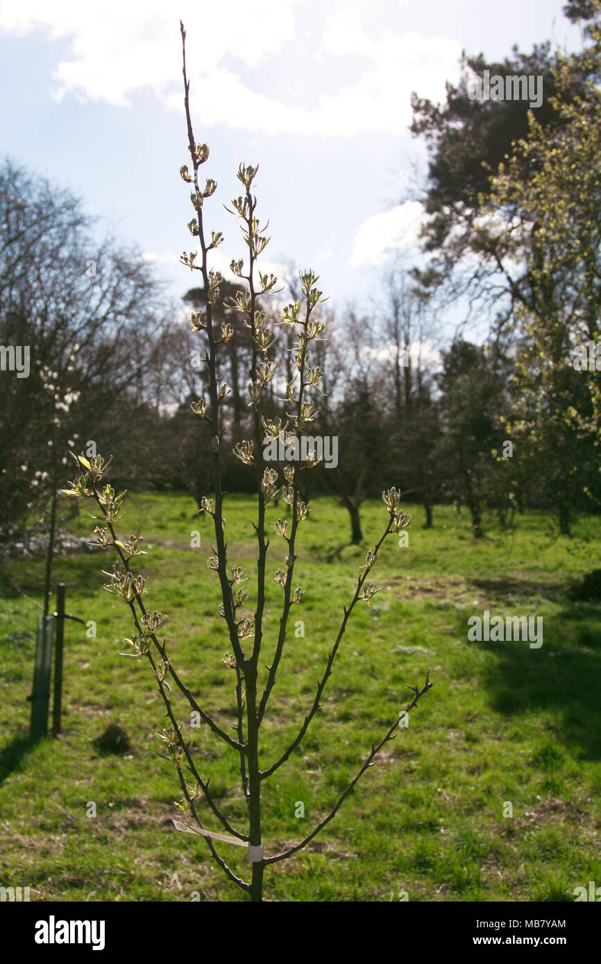 Budding trees spring hi-res stock photography and images - Alamy