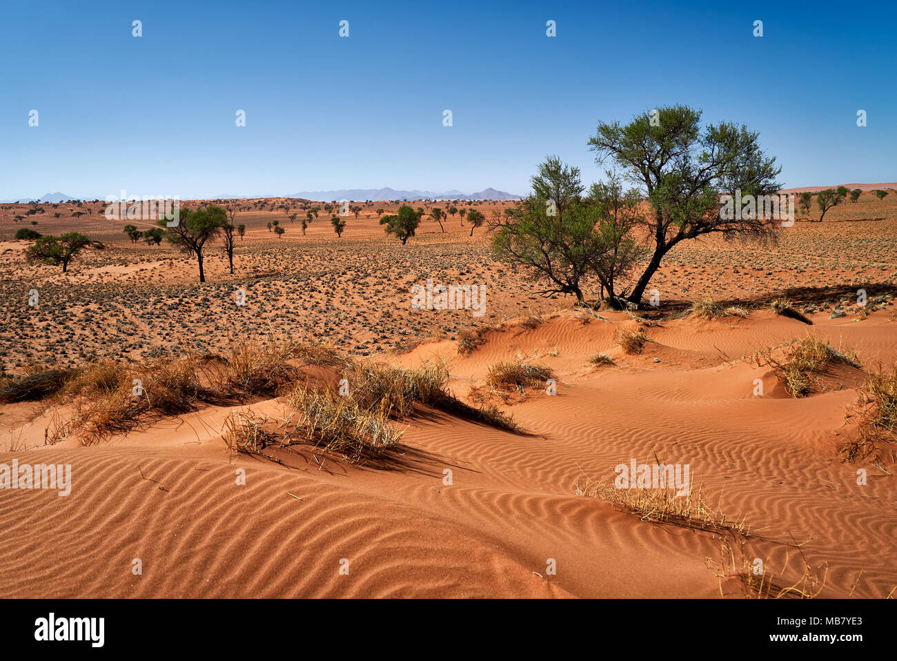 Namibrand nature reserve hi-res stock photography and images - Alamy