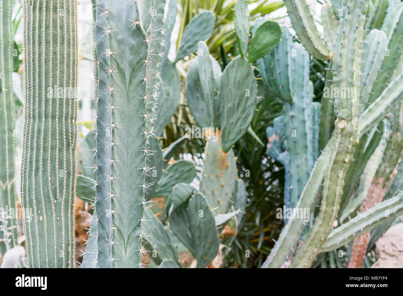 Grove of big green cactus Stock Photo - Alamy