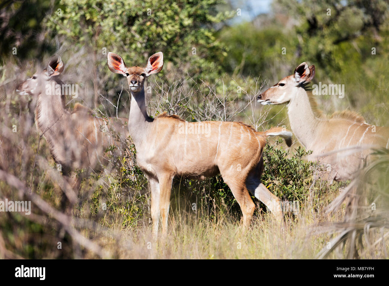 South Africa, Kwazulu-Natal, Tembe Elephant Park Stock Photo - Alamy