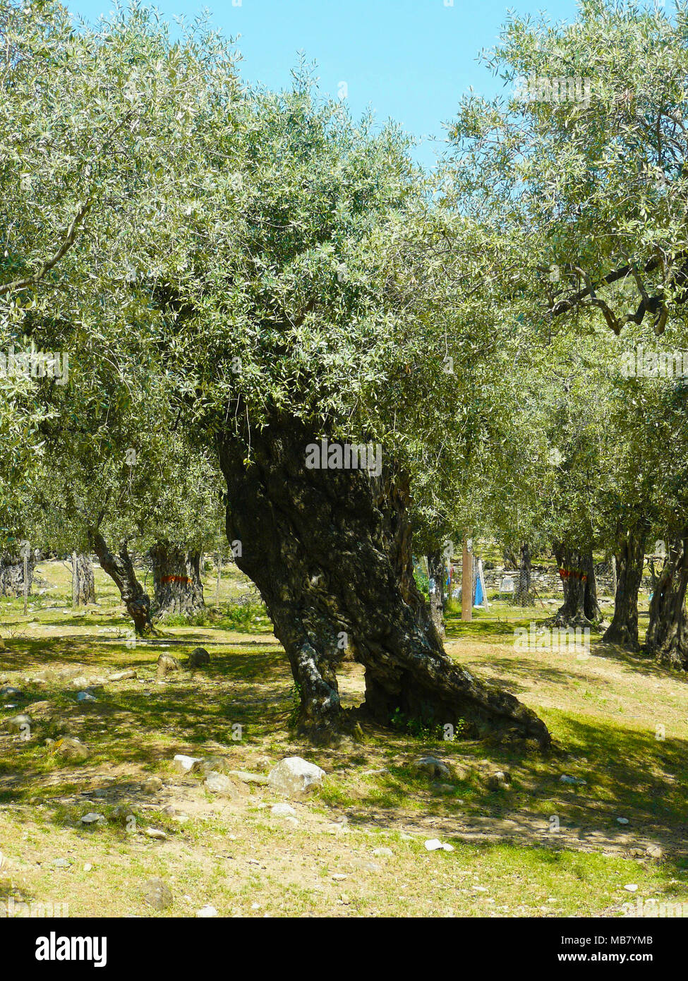 Olive trees. Mediterranean olive tree forest with centuries-old olive ...