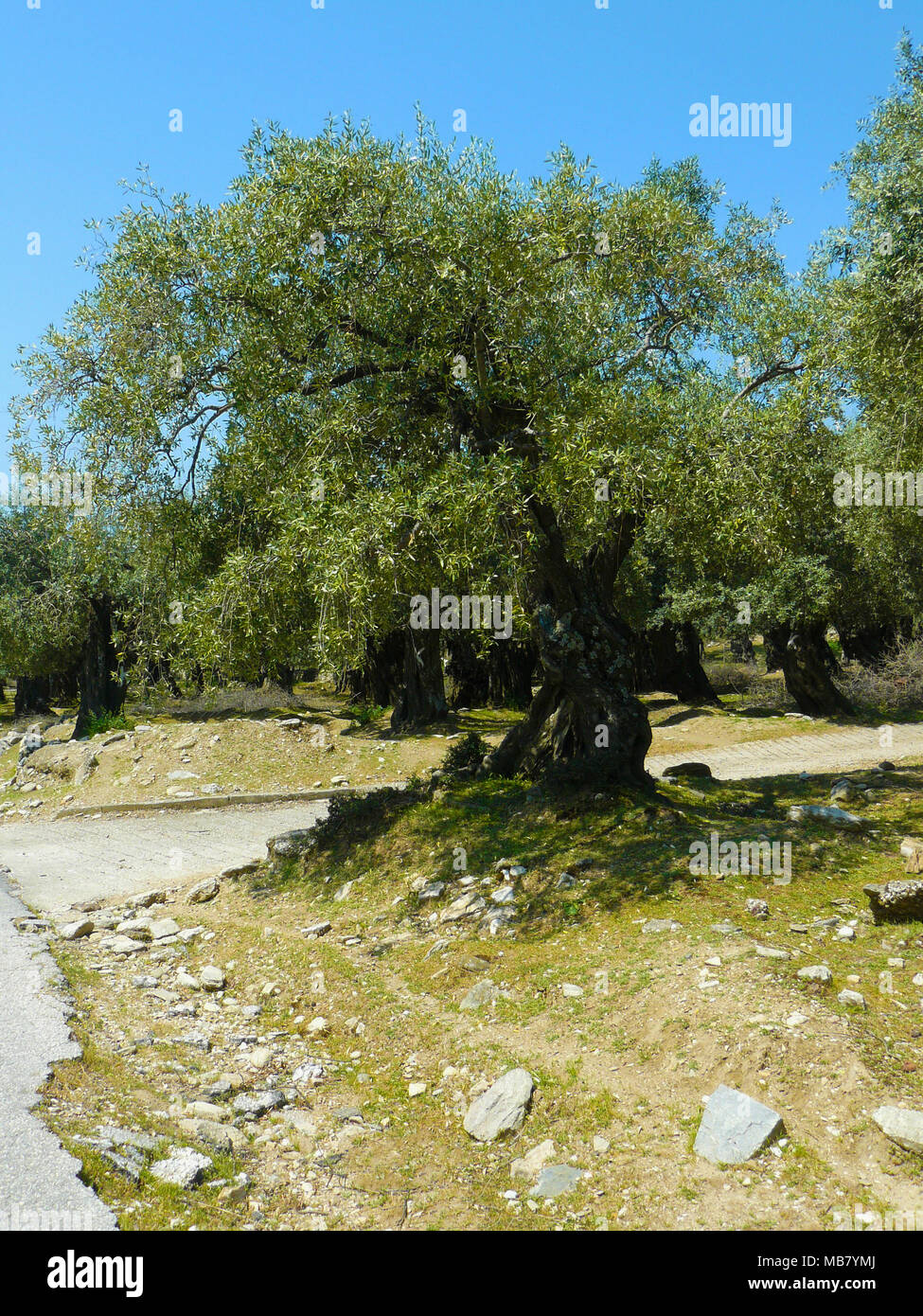 Olive trees. Mediterranean olive tree forest with centuries-old olive ...