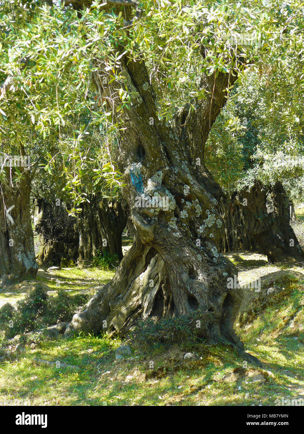 Olive trees. Mediterranean olive tree forest with centuries-old olive ...