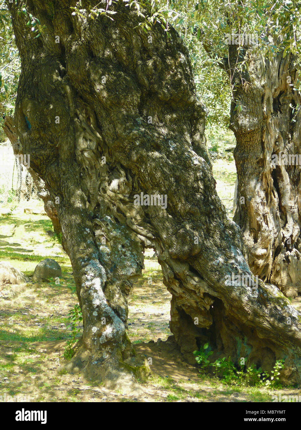 Olive trees. Mediterranean olive tree forest with centuries-old olive ...
