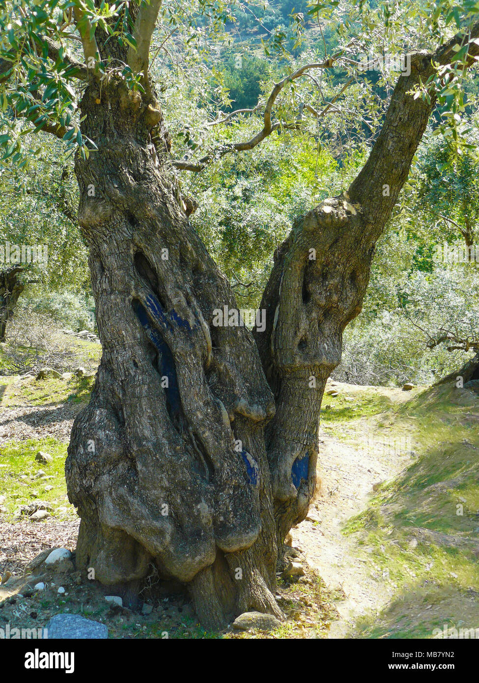 Olive trees. Mediterranean olive tree forest with centuries-old olive ...