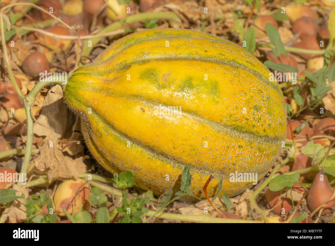Ripe yellow melon hi-res stock photography and images - Alamy