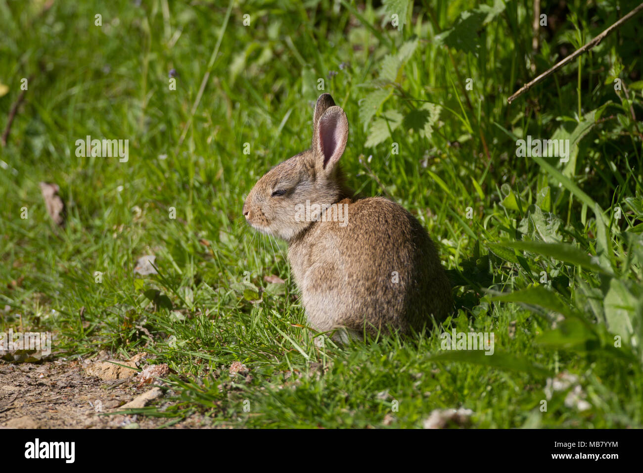 Rabbit (Oryctolagus cuniculus Stock Photo - Alamy
