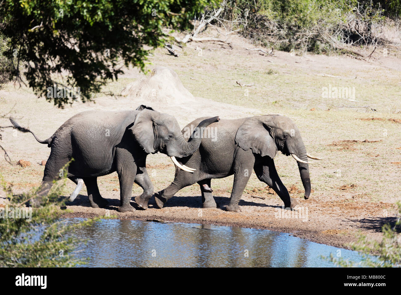 South Africa, Kwazulu-Natal, Tembe Elephant Park, African elephant ...