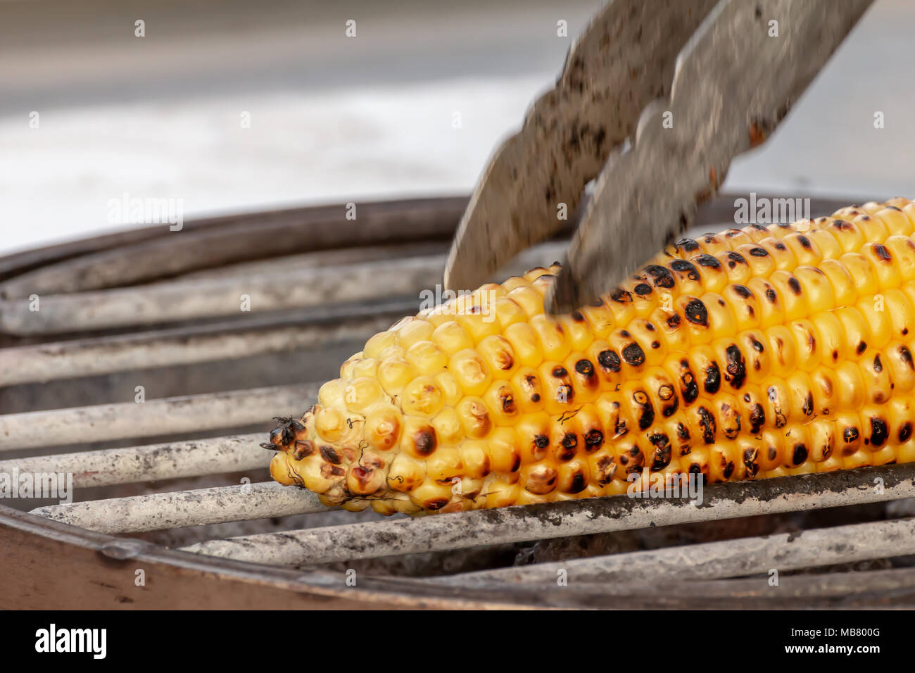 Corn roasted on fire, grilled maize, Zea mays Stock Photo - Alamy