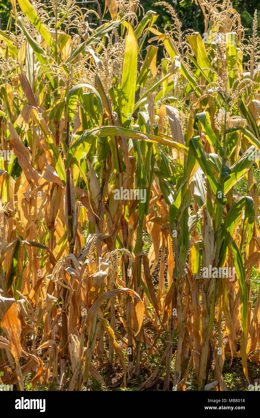 Blooming organic green maize plants, Zea mays Stock Photo - Alamy