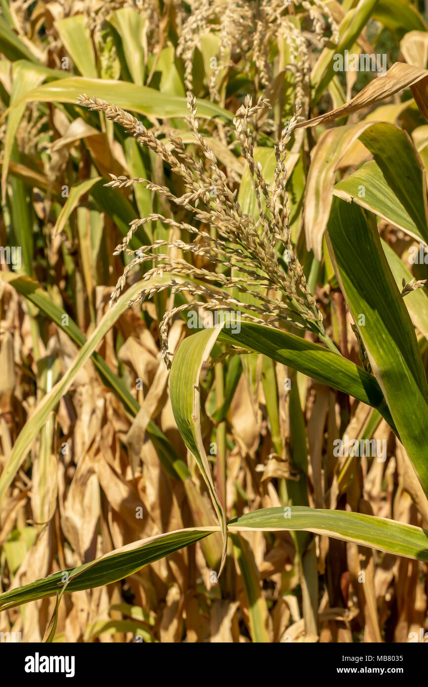 Green maize hi-res stock photography and images - Alamy