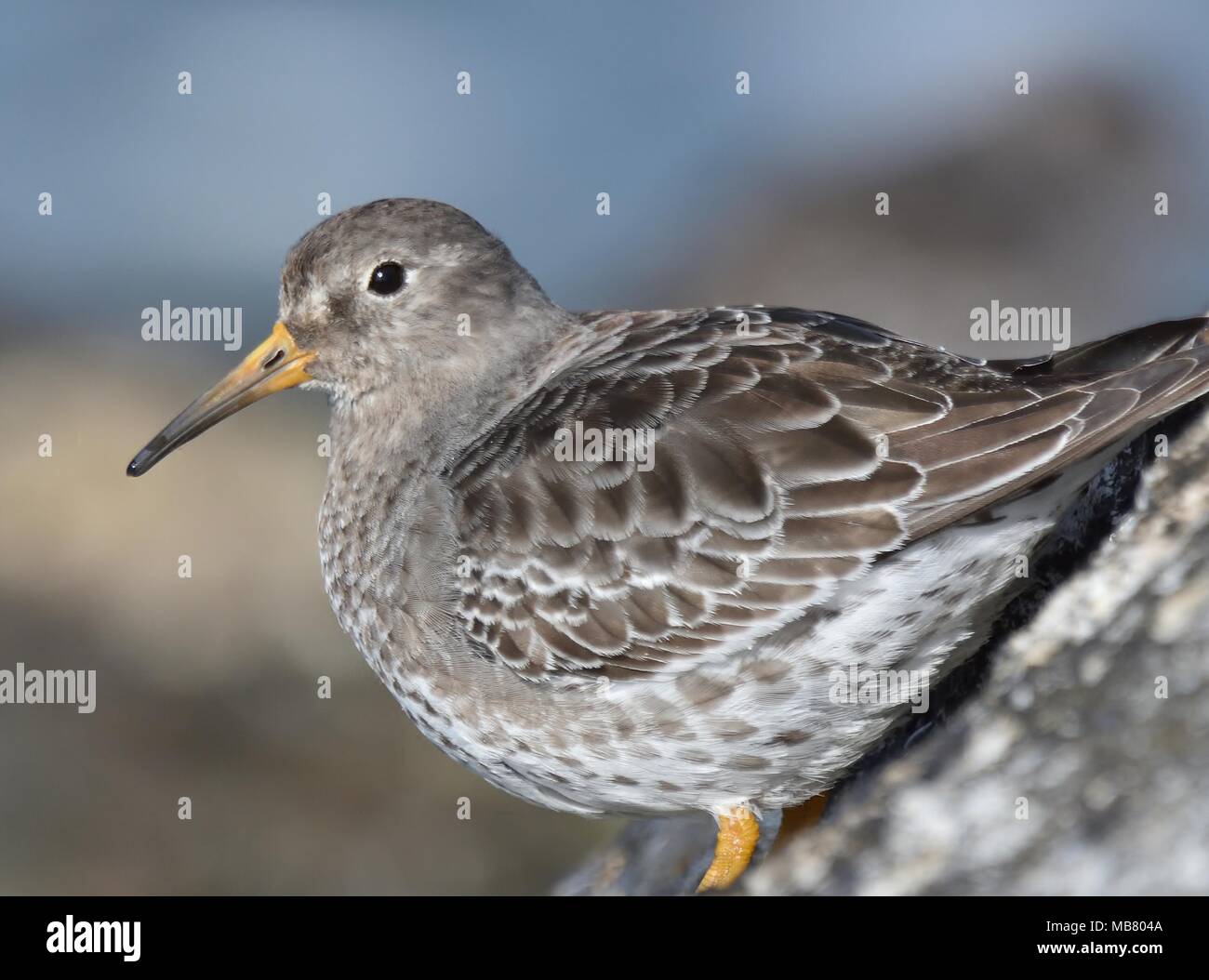 Purple Sandpiper Uk Winter High Resolution Stock Photography and Images ...