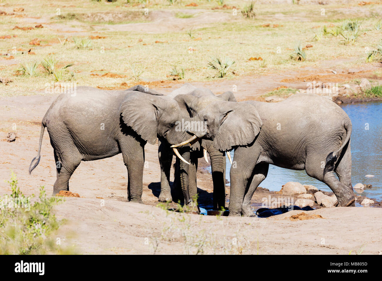 Animal africa african pachyderm hi-res stock photography and images - Alamy