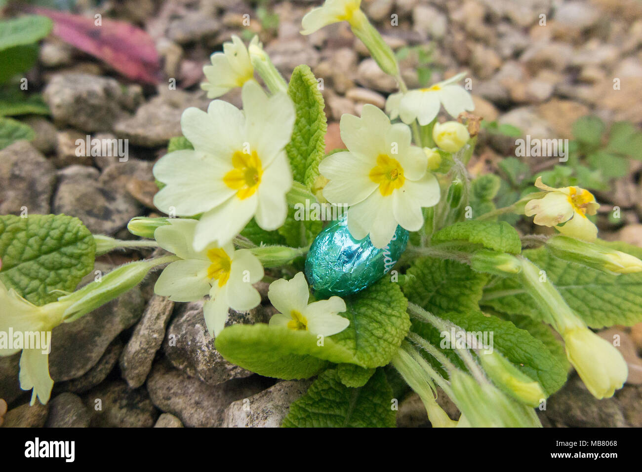 Easter chocolate eggs in brightly coloured foil nestled in a primrose ...